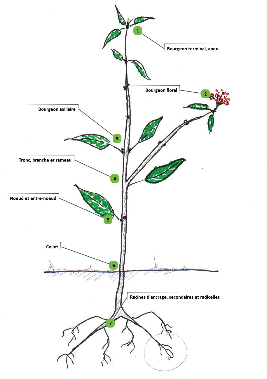 CCP1Morphologie des végétaux